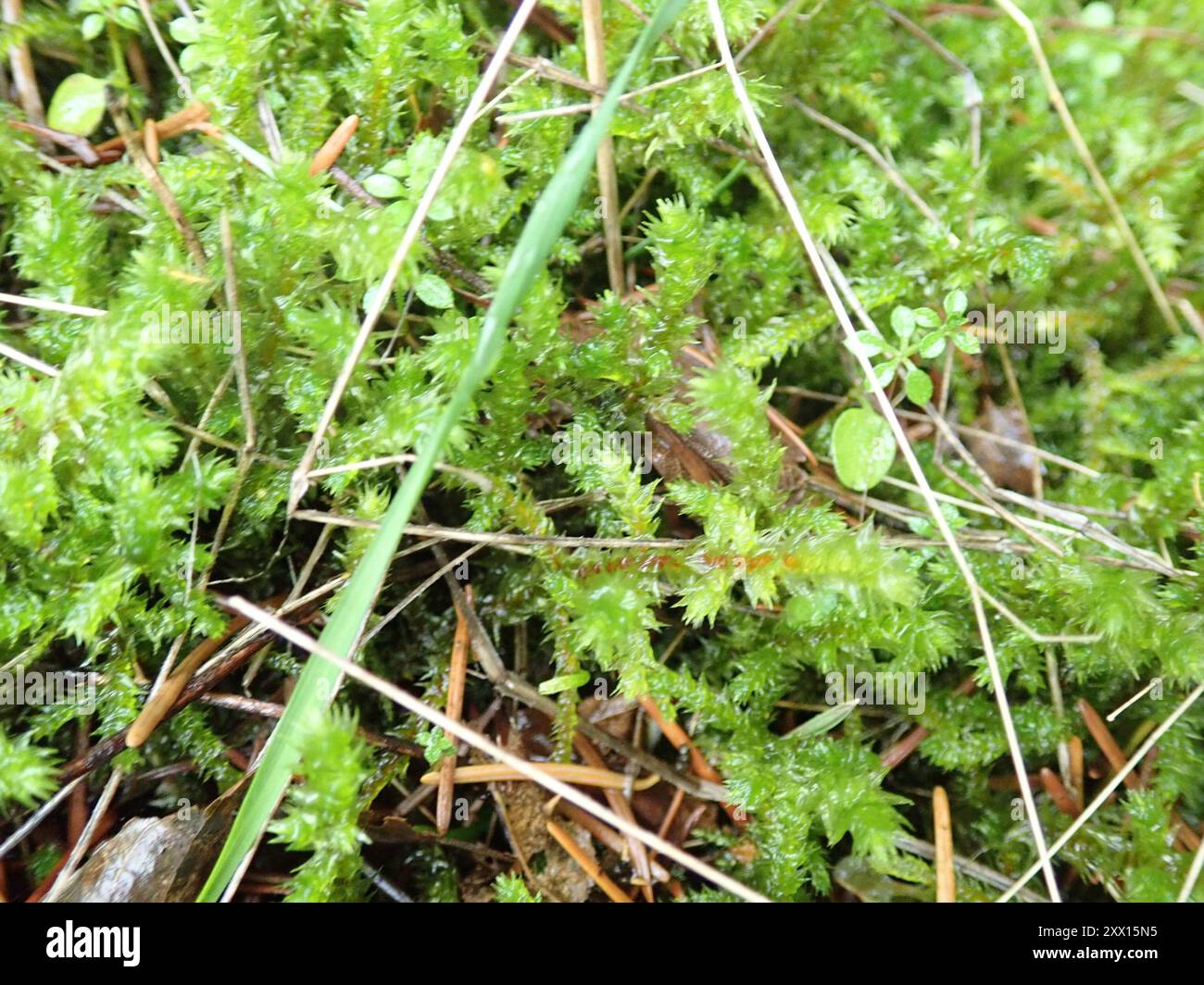 rough goose neck moss (Hylocomiadelphus triquetrus) Plantae Stock Photo ...