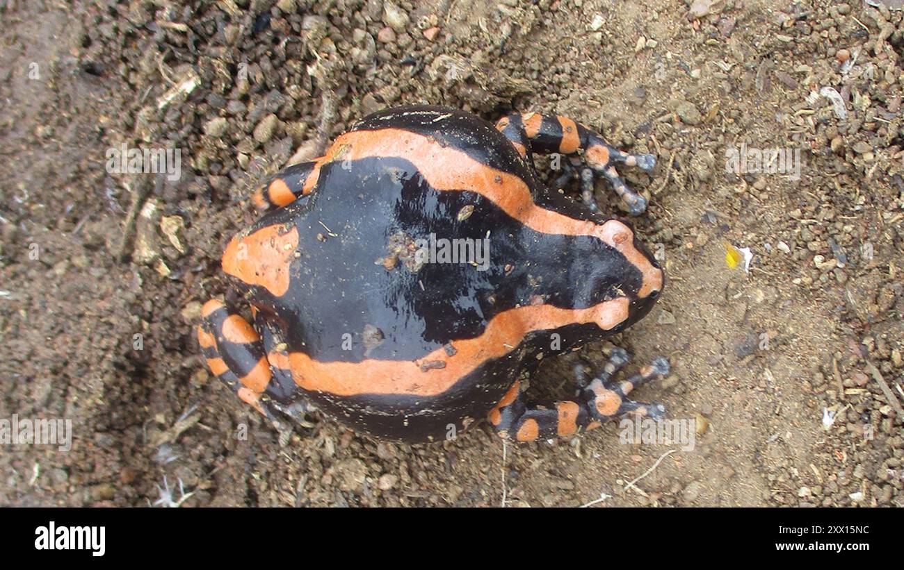 Red-Banded Rubber Frog (Phrynomantis bifasciatus) Amphibia Stock Photo ...