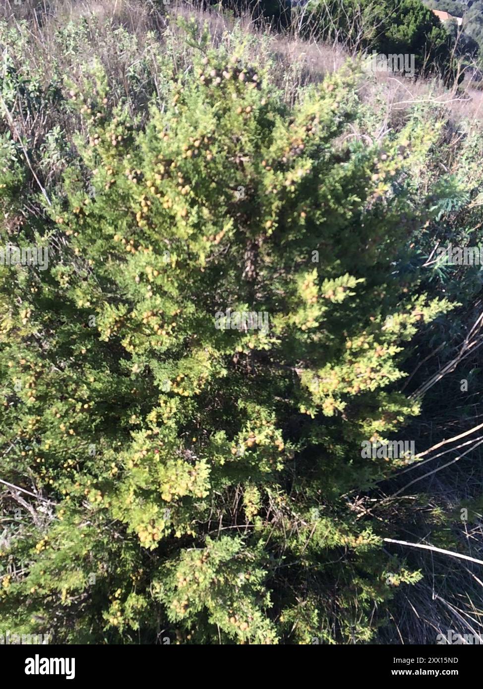 Mediterranean juniper (Juniperus turbinata) Plantae Stock Photo - Alamy
