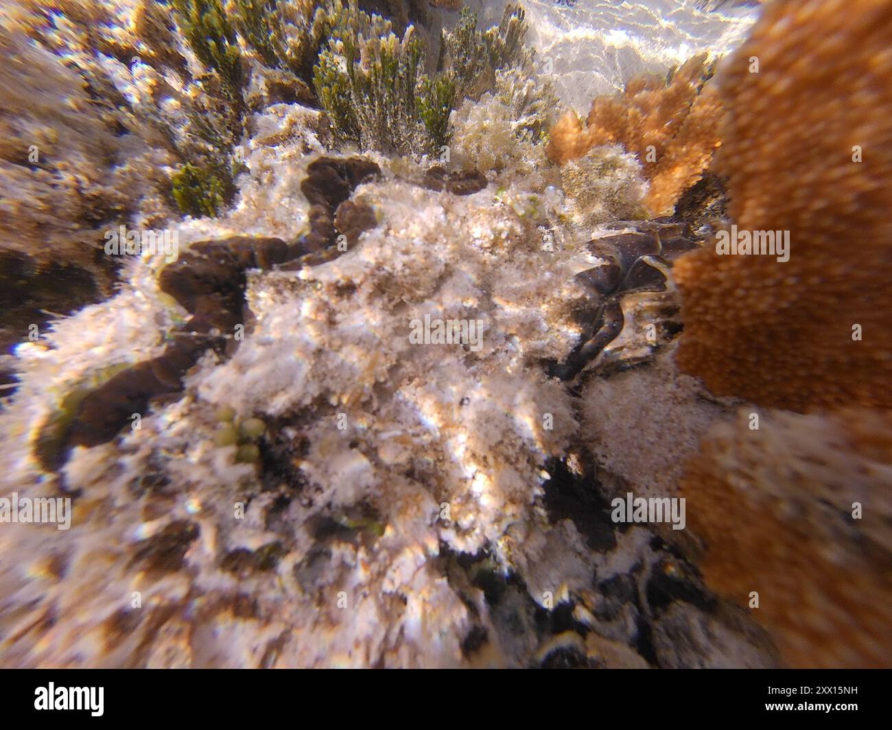 Small Giant Clam (Tridacna maxima) Mollusca Stock Photo - Alamy