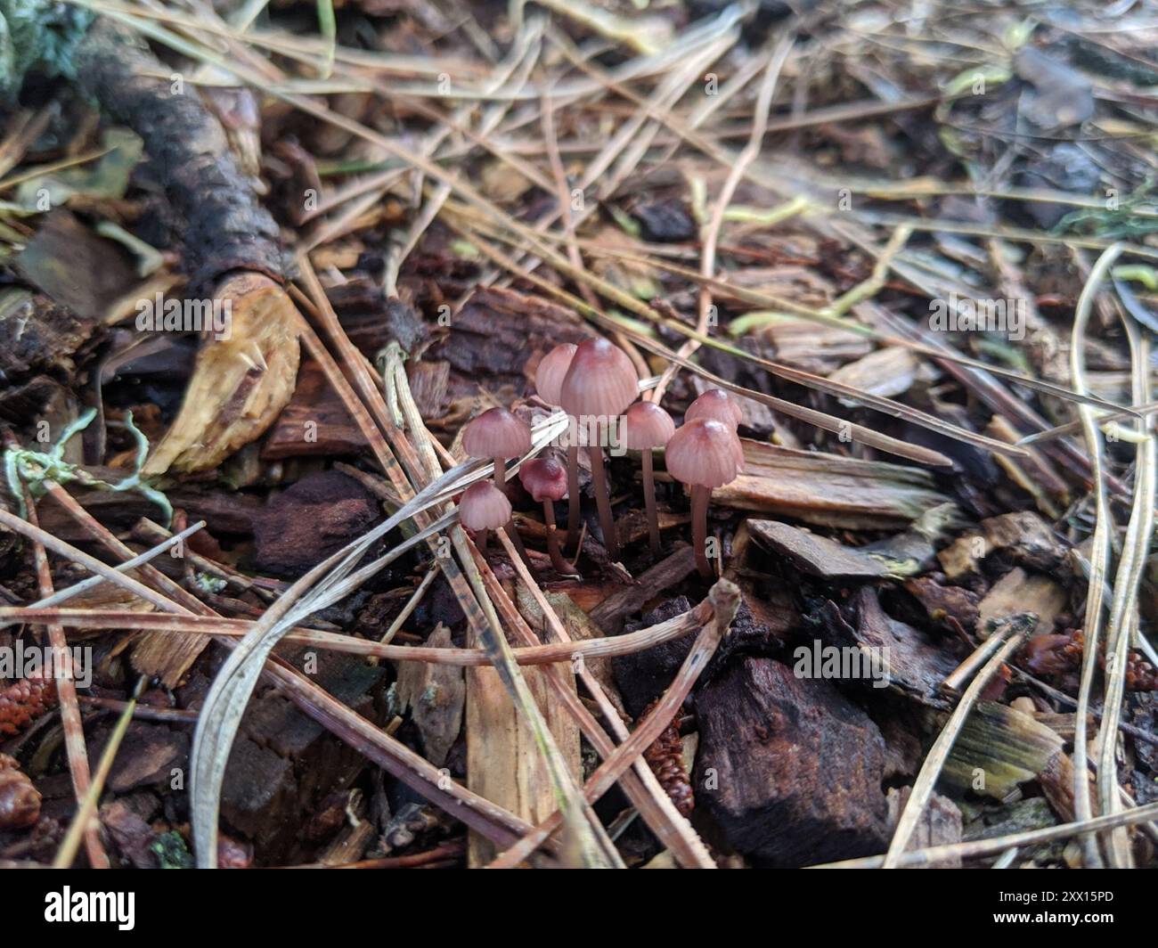 purple-edge bonnet (Mycena purpureofusca) Fungi Stock Photo - Alamy