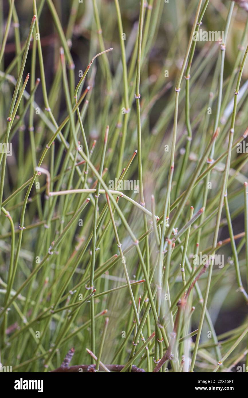 rough jointfir (Ephedra aspera) Plantae Stock Photo - Alamy