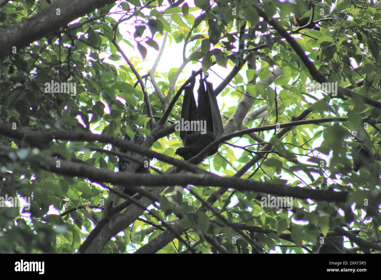 Black Flying-fox (Pteropus alecto) Mammalia Stock Photo - Alamy