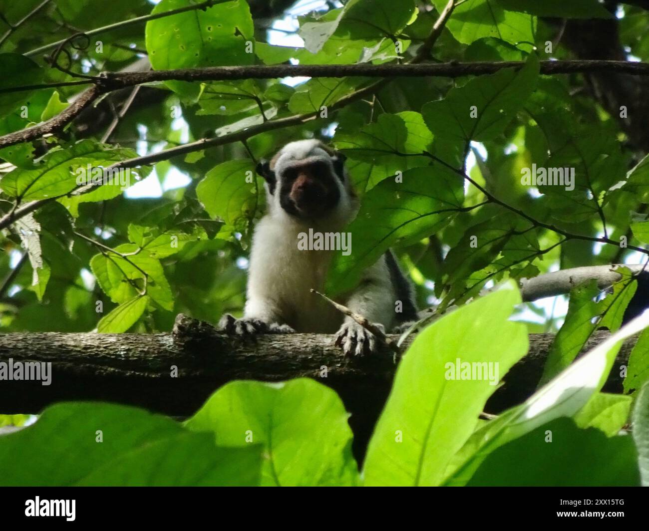Geoffroy’s Tamarin (Saguinus geoffroyi) Mammalia Stock Photo - Alamy