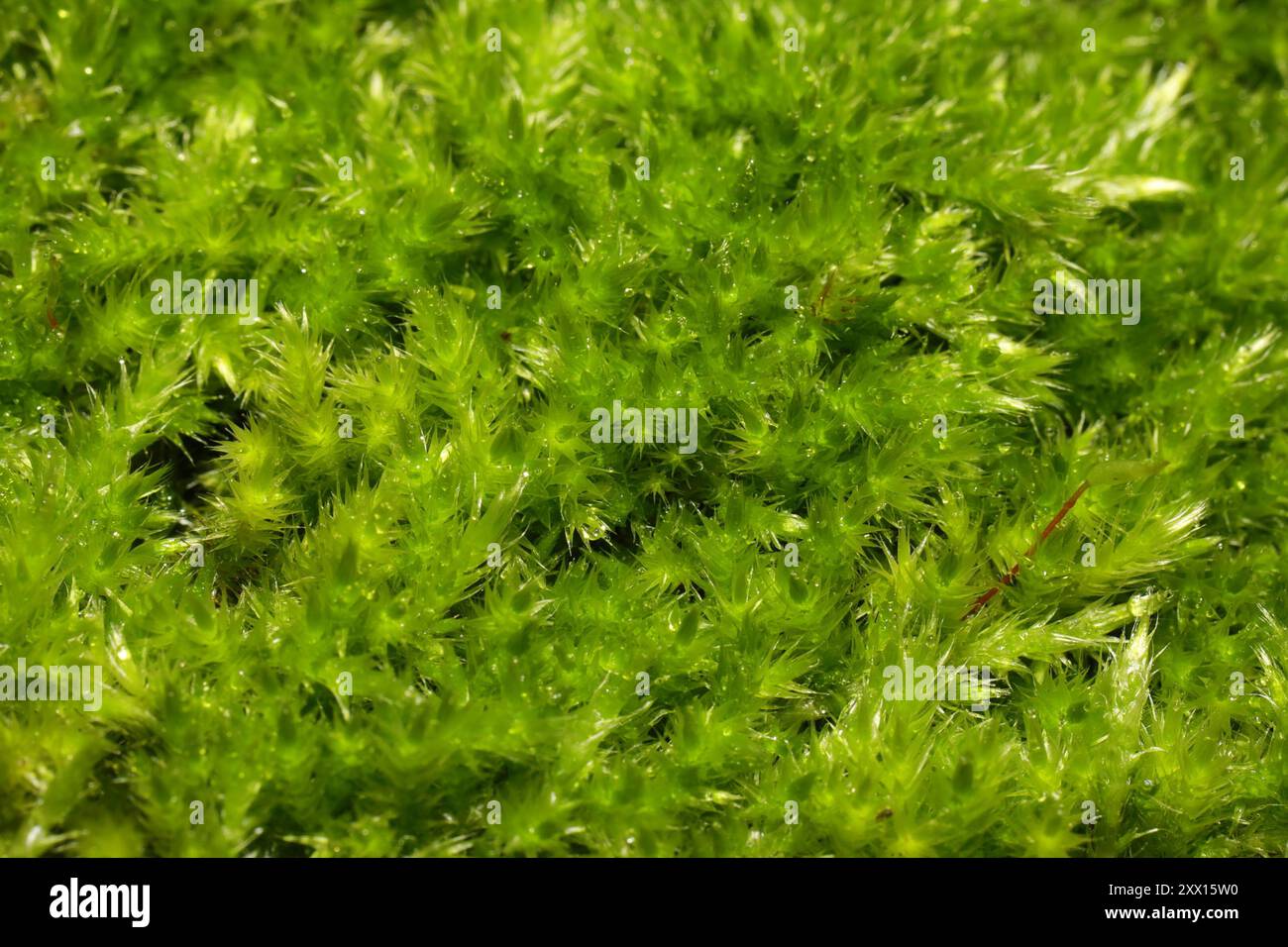 Silky Wall Feather-moss (Homalothecium sericeum) Plantae Stock Photo ...