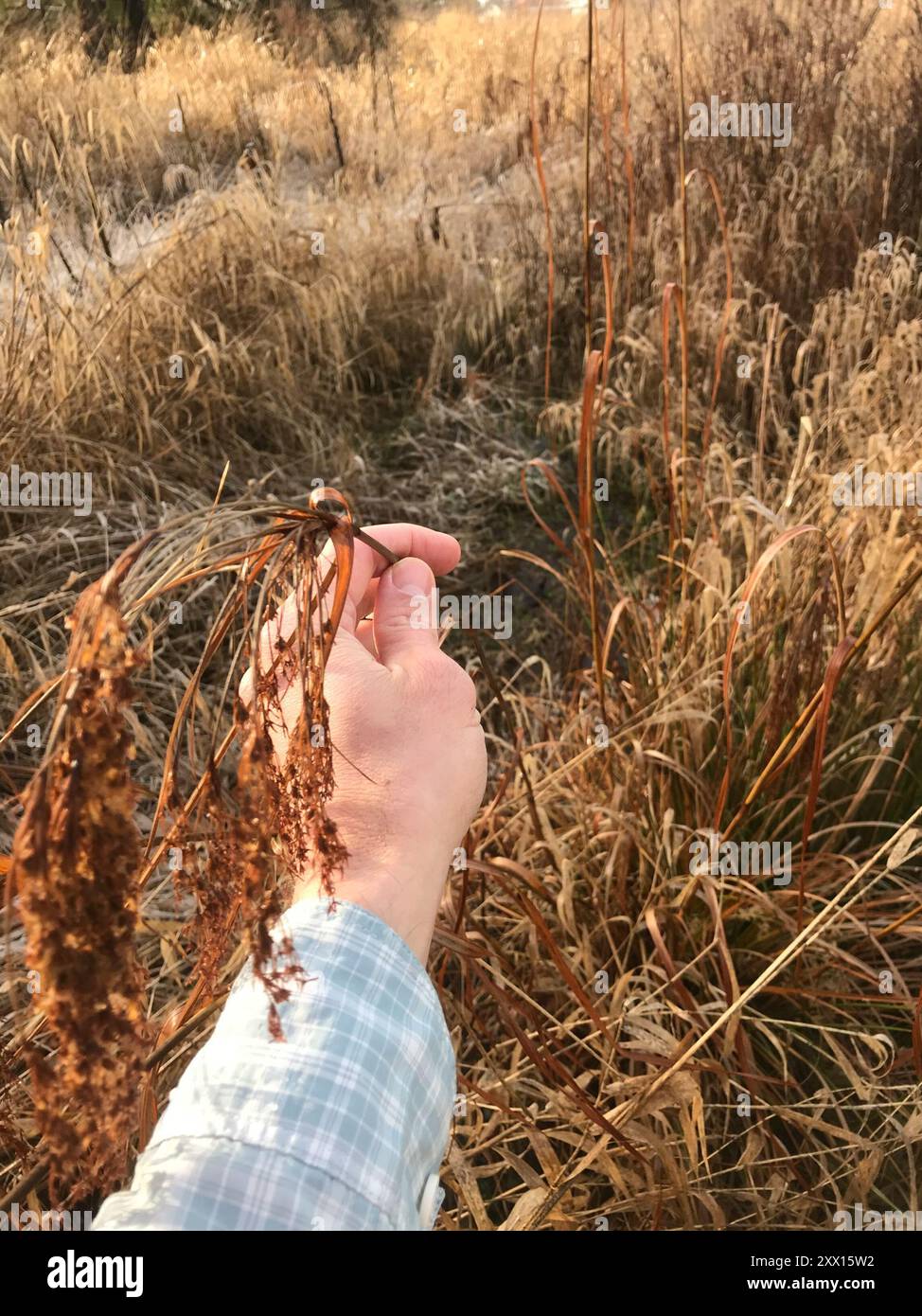 woolgrass (Scirpus cyperinus) Plantae Stock Photo - Alamy