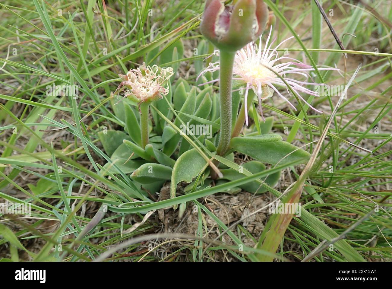 Fire Sheepfig (Delosperma sutherlandii) Plantae Stock Photo - Alamy