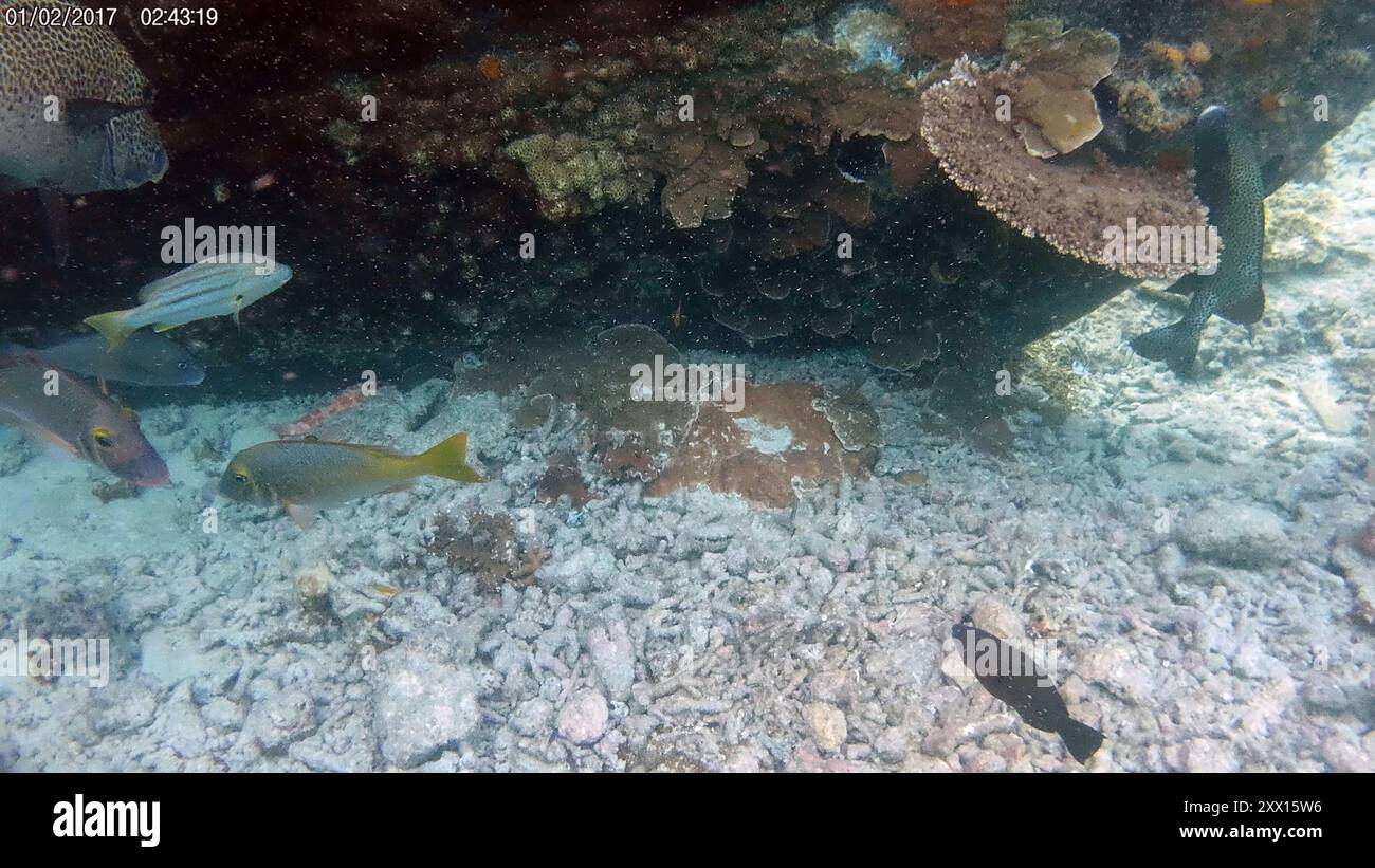 Spanish Flag Snapper (Lutjanus carponotatus) Actinopterygii Stock Photo ...