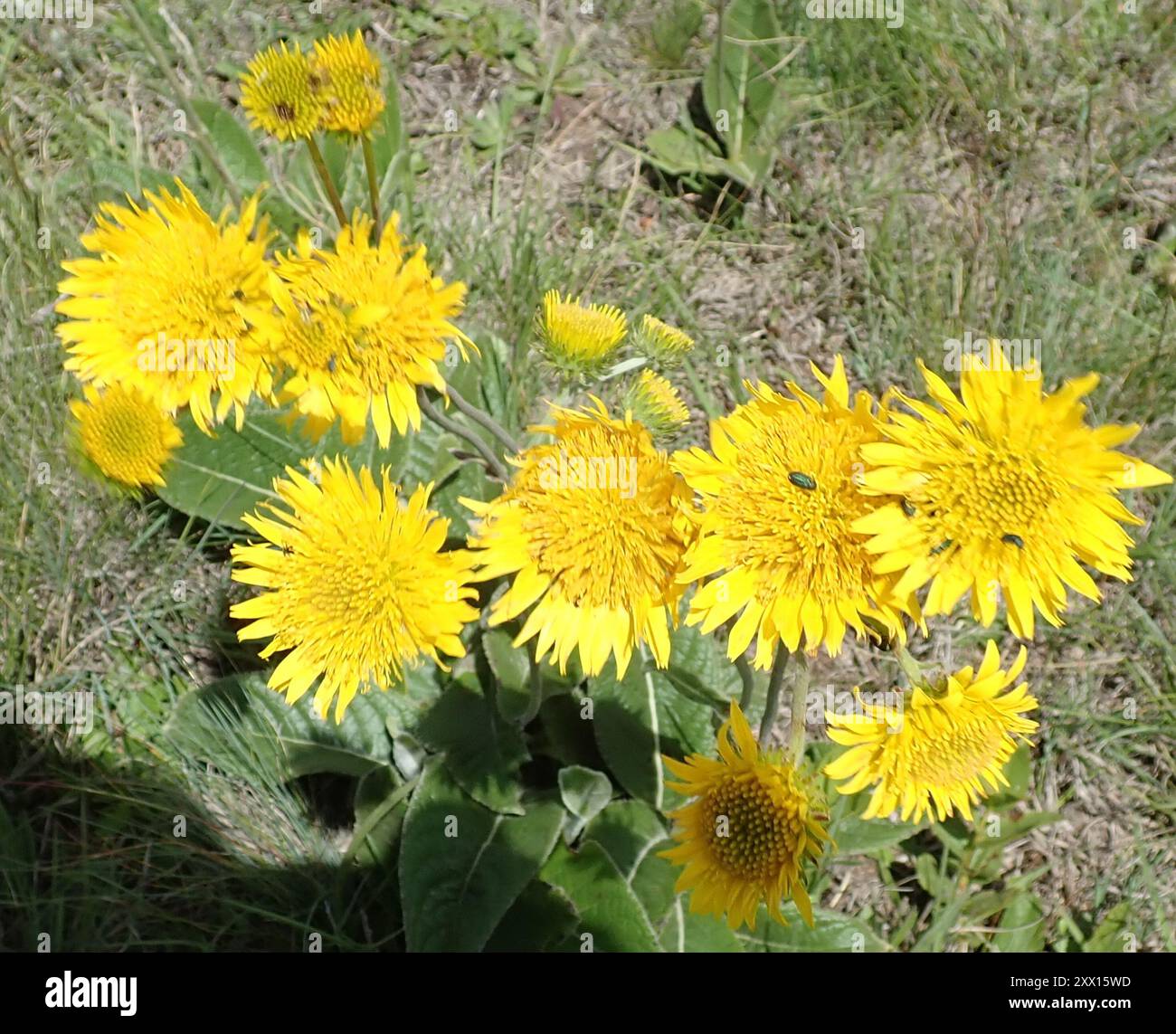 Bristle African Thistle (Berkheya setifera) Plantae Stock Photo - Alamy