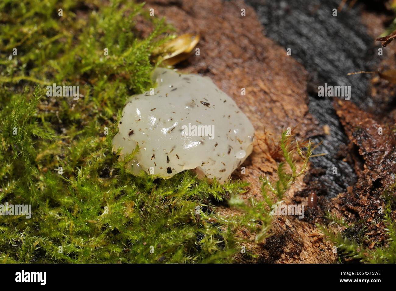 Crystal Brain Fungus (Myxarium nucleatum) Fungi Stock Photo - Alamy