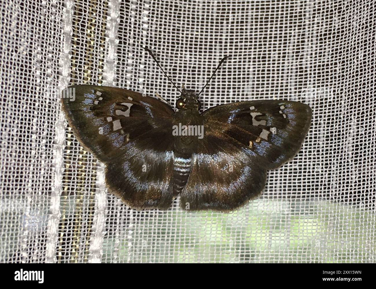 Common Blue-Skipper (Quadrus cerialis) Insecta Stock Photo - Alamy
