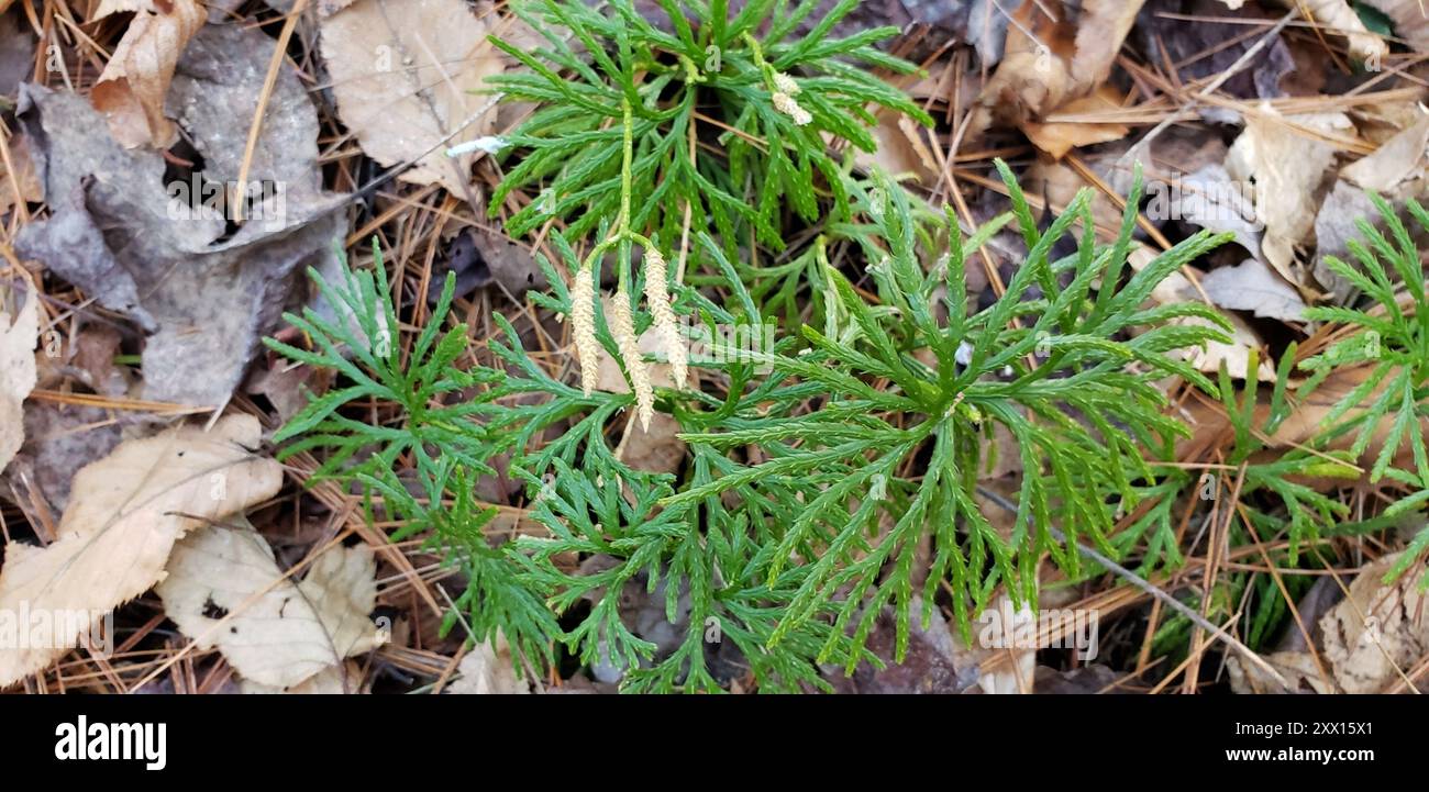 fan clubmoss (Diphasiastrum digitatum) Plantae Stock Photo - Alamy