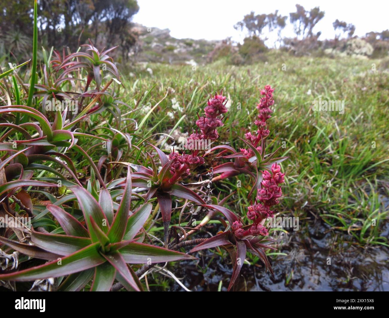 (Richea gunnii) Plantae Stock Photo - Alamy
