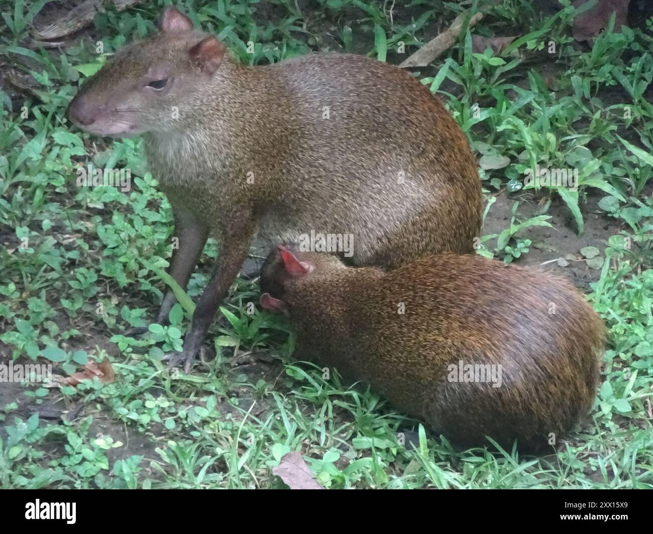 Central American Agouti (Dasyprocta punctata) Mammalia Stock Photo - Alamy