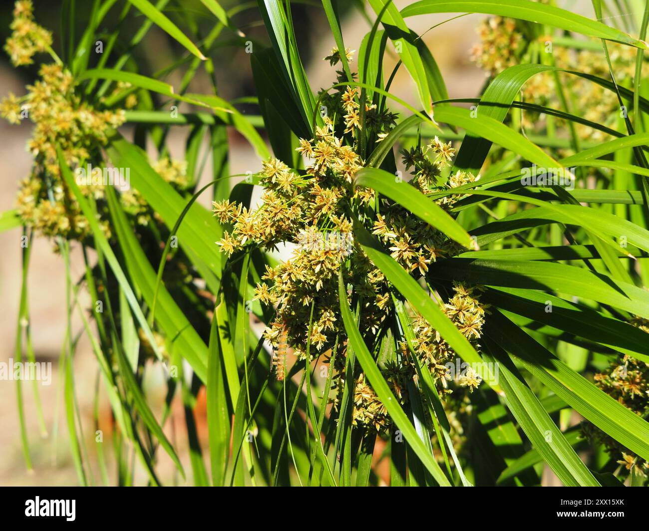 Umbrella papyrus (Cyperus alternifolius flabelliformis) Plantae Stock ...