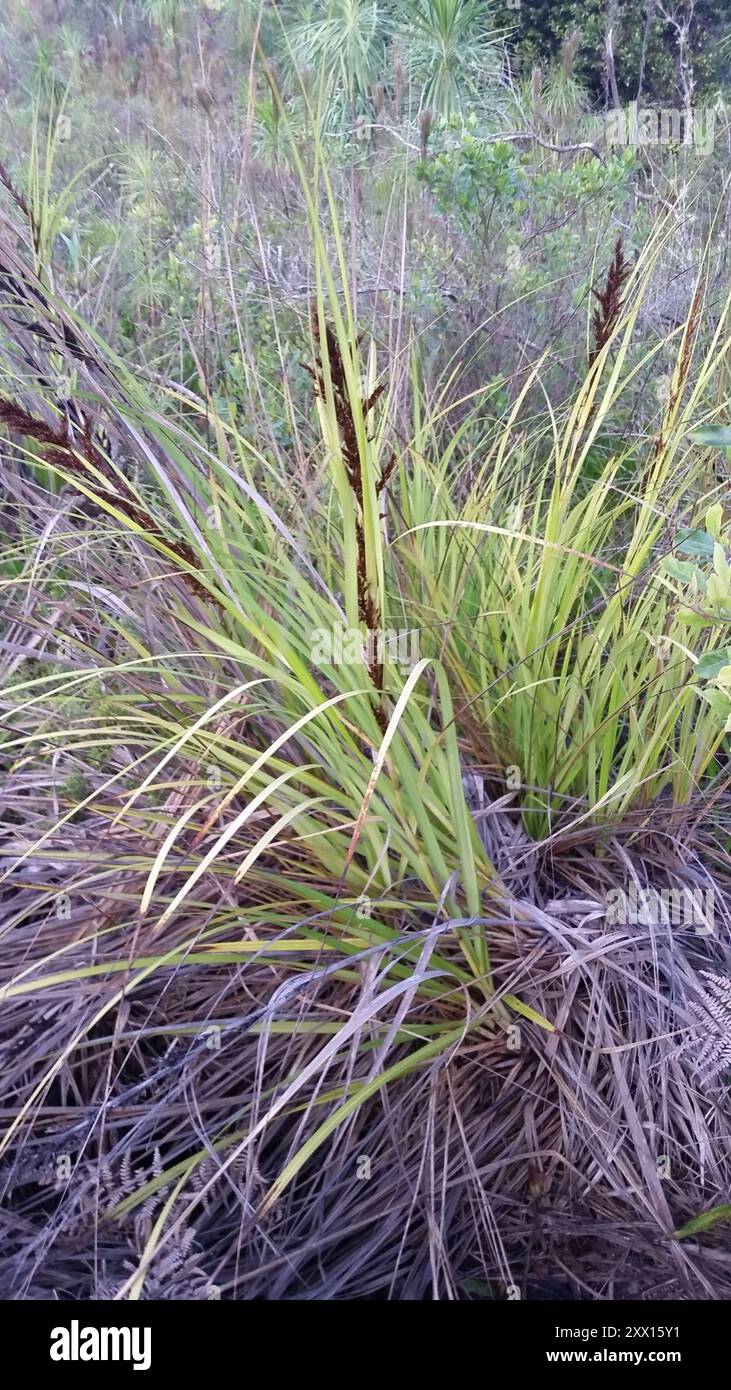 Hawaiian forest sawsedge (Gahnia beecheyi) Plantae Stock Photo - Alamy