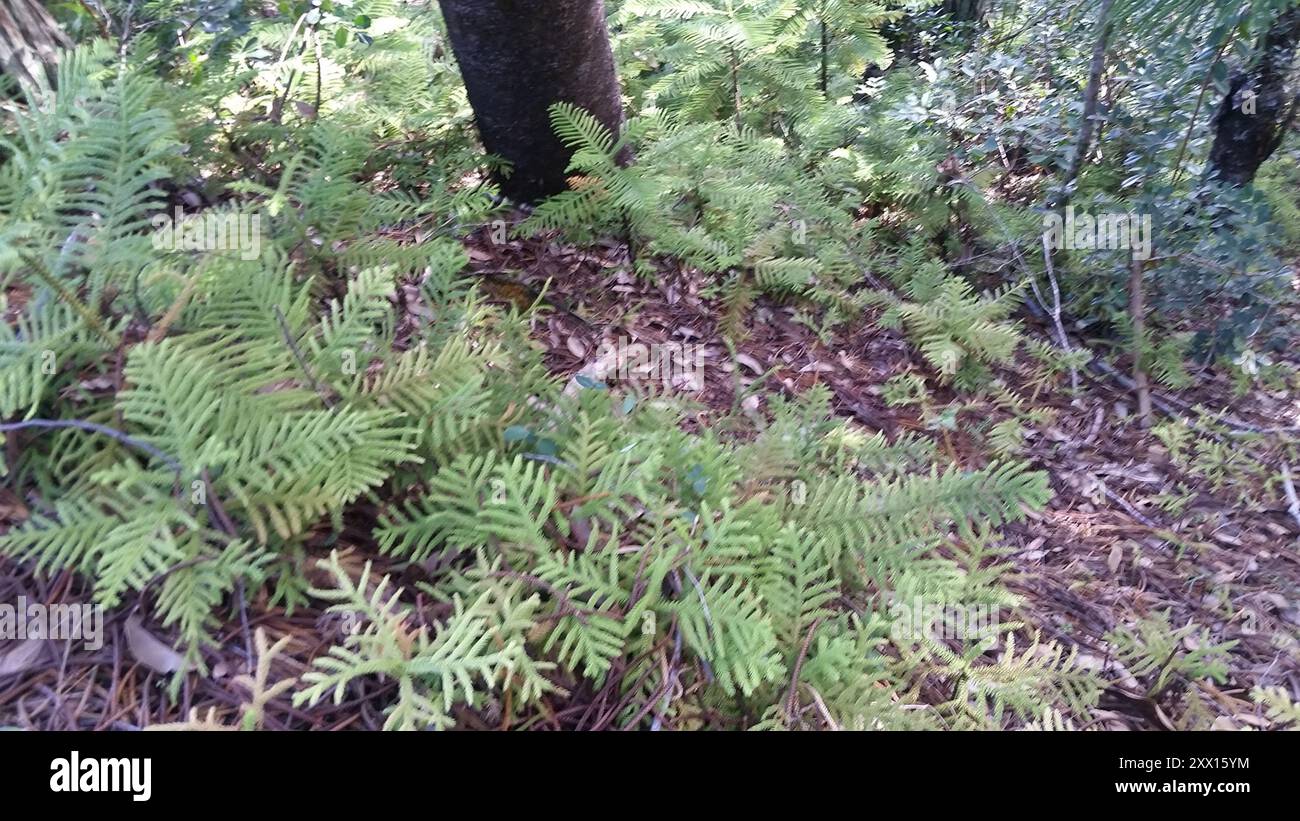 Cook pine (Araucaria columnaris) Plantae Stock Photo - Alamy