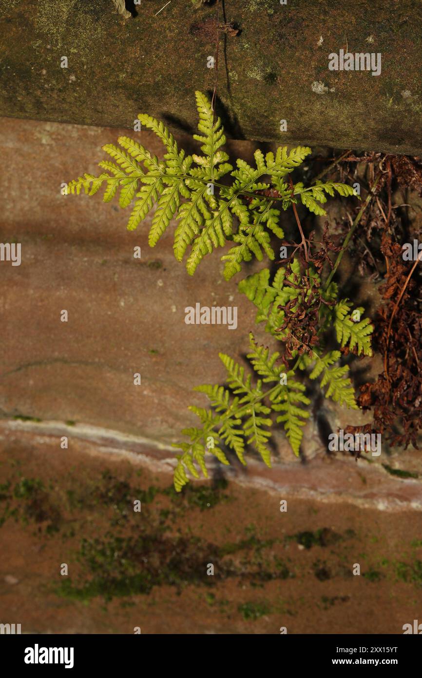 broad buckler-fern (Dryopteris dilatata) Plantae Stock Photo - Alamy