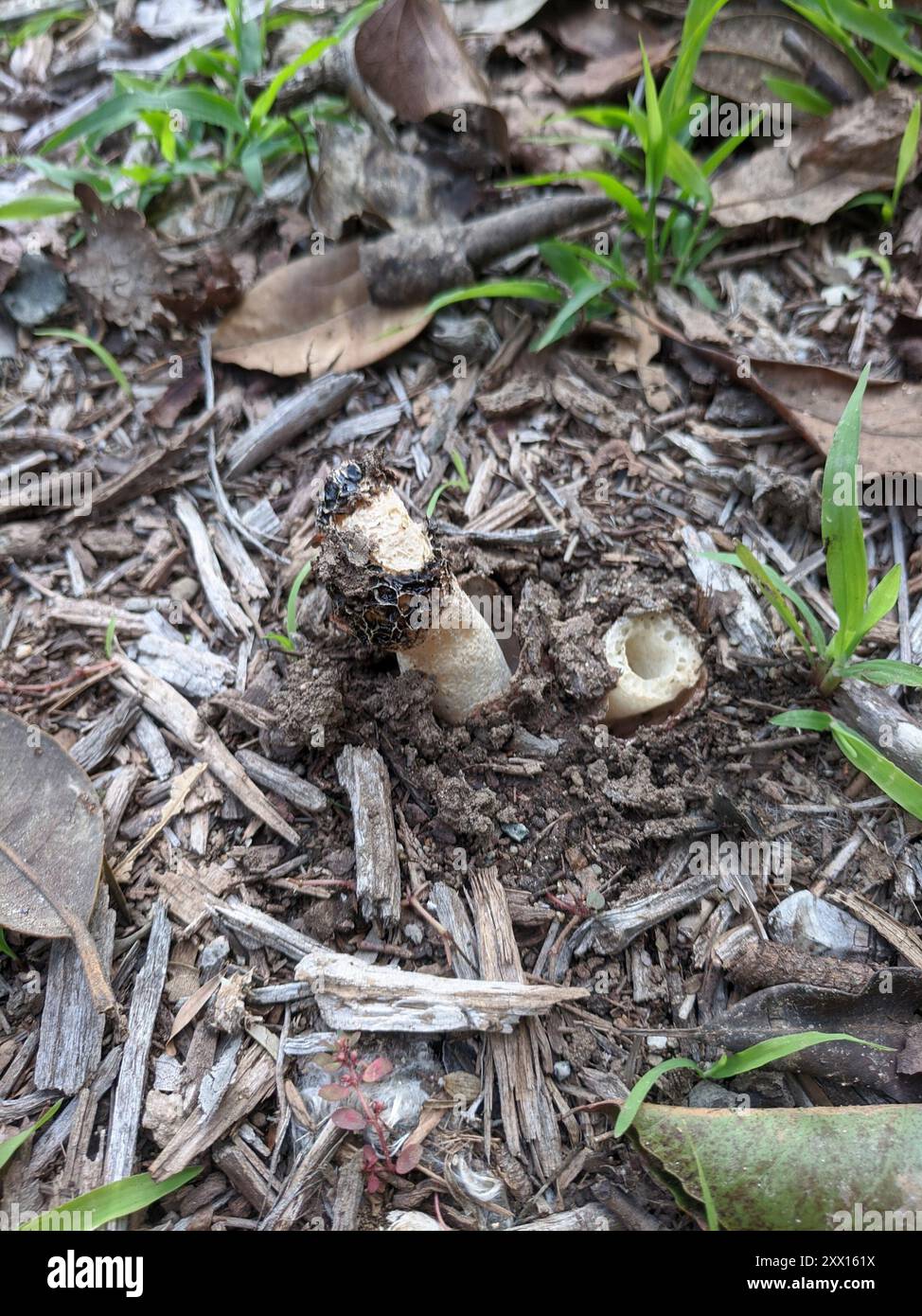 dune stinkhorn (Phallus hadriani) Fungi Stock Photo - Alamy