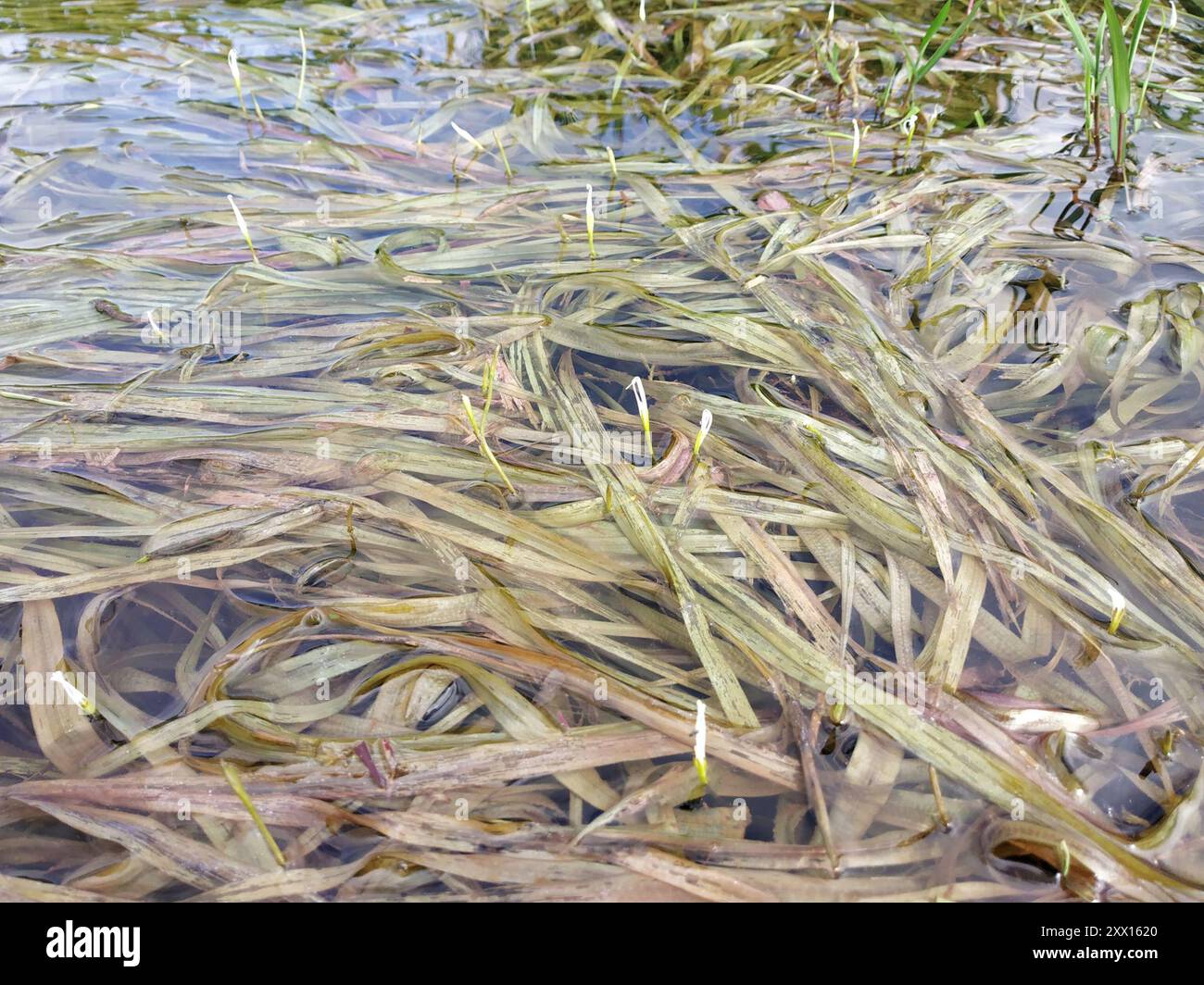 (Blyxa echinosperma) Plantae Stock Photo - Alamy