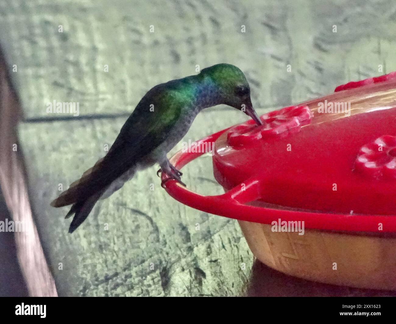 Blue-chested Hummingbird (Polyerata amabilis) Aves Stock Photo - Alamy