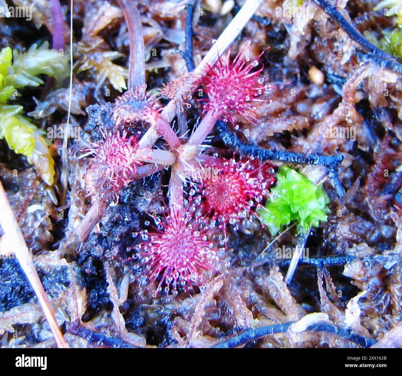 Pink Sundew (Drosera capillaris) Plantae Stock Photo - Alamy