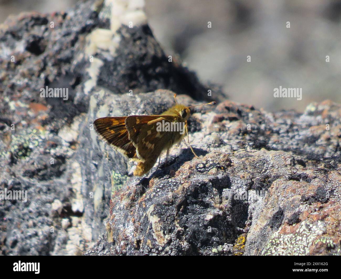 Common Branded Skipper (Hesperia comma) Insecta Stock Photo - Alamy