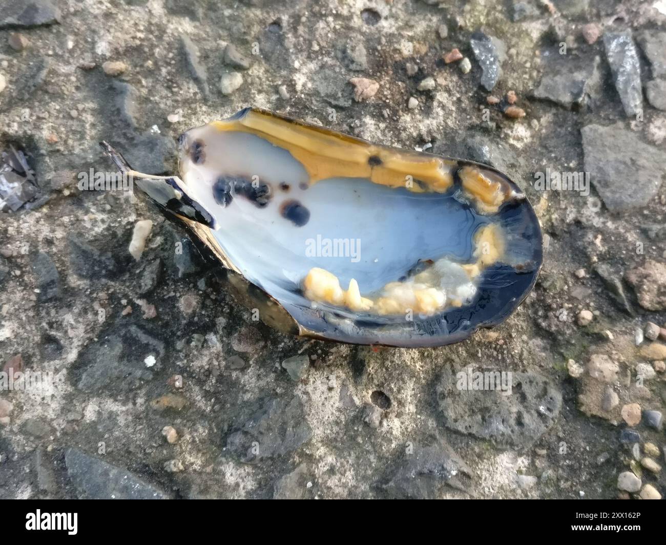 Blue Mussel (Mytilus edulis) Mollusca Stock Photo - Alamy