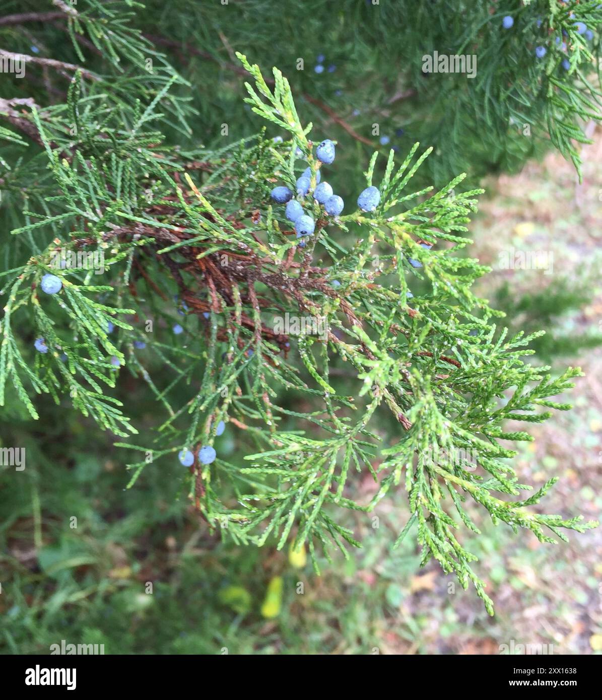 eastern redcedar (Juniperus virginiana) Plantae Stock Photo - Alamy
