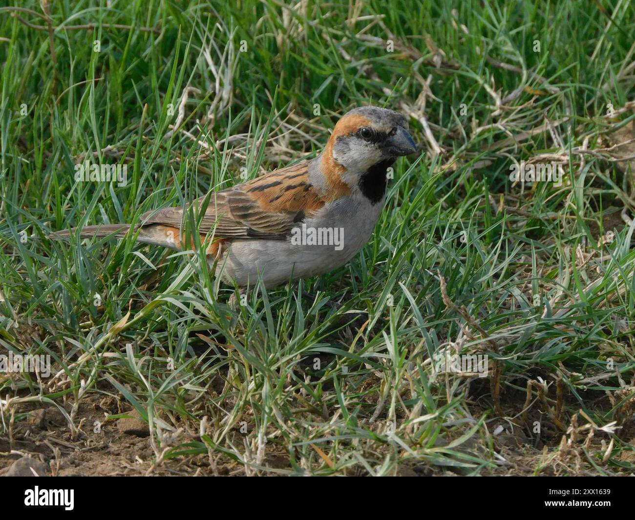 (Passer motitensis subsolanus) Aves Stock Photo - Alamy