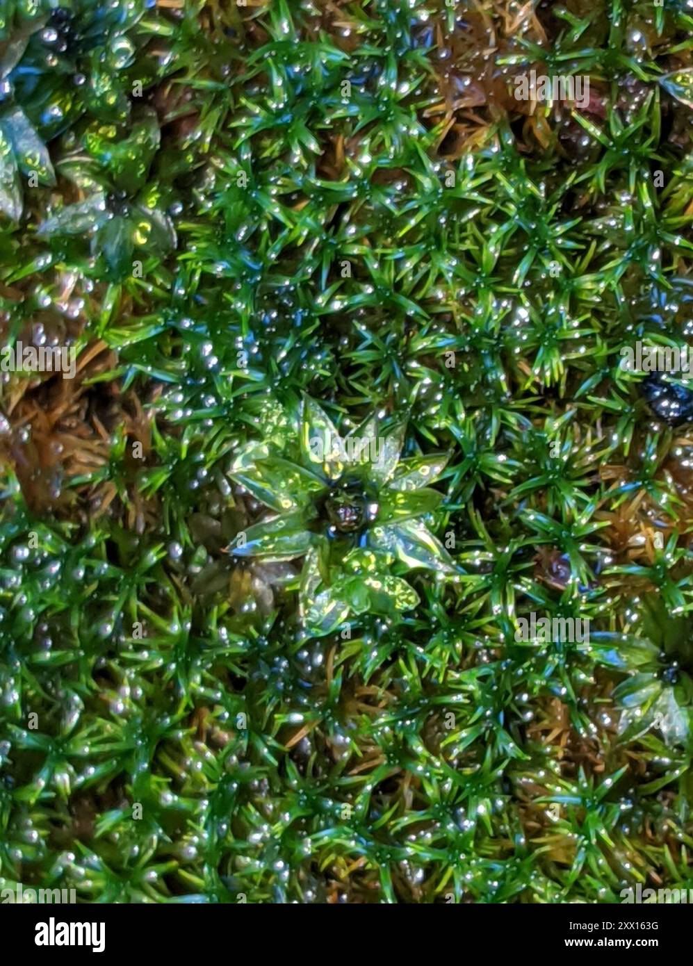 transparent fork-moss (Dichodontium pellucidum) Plantae Stock Photo - Alamy