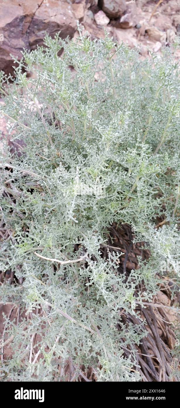 Burrobush (Ambrosia dumosa) Plantae Stock Photo - Alamy