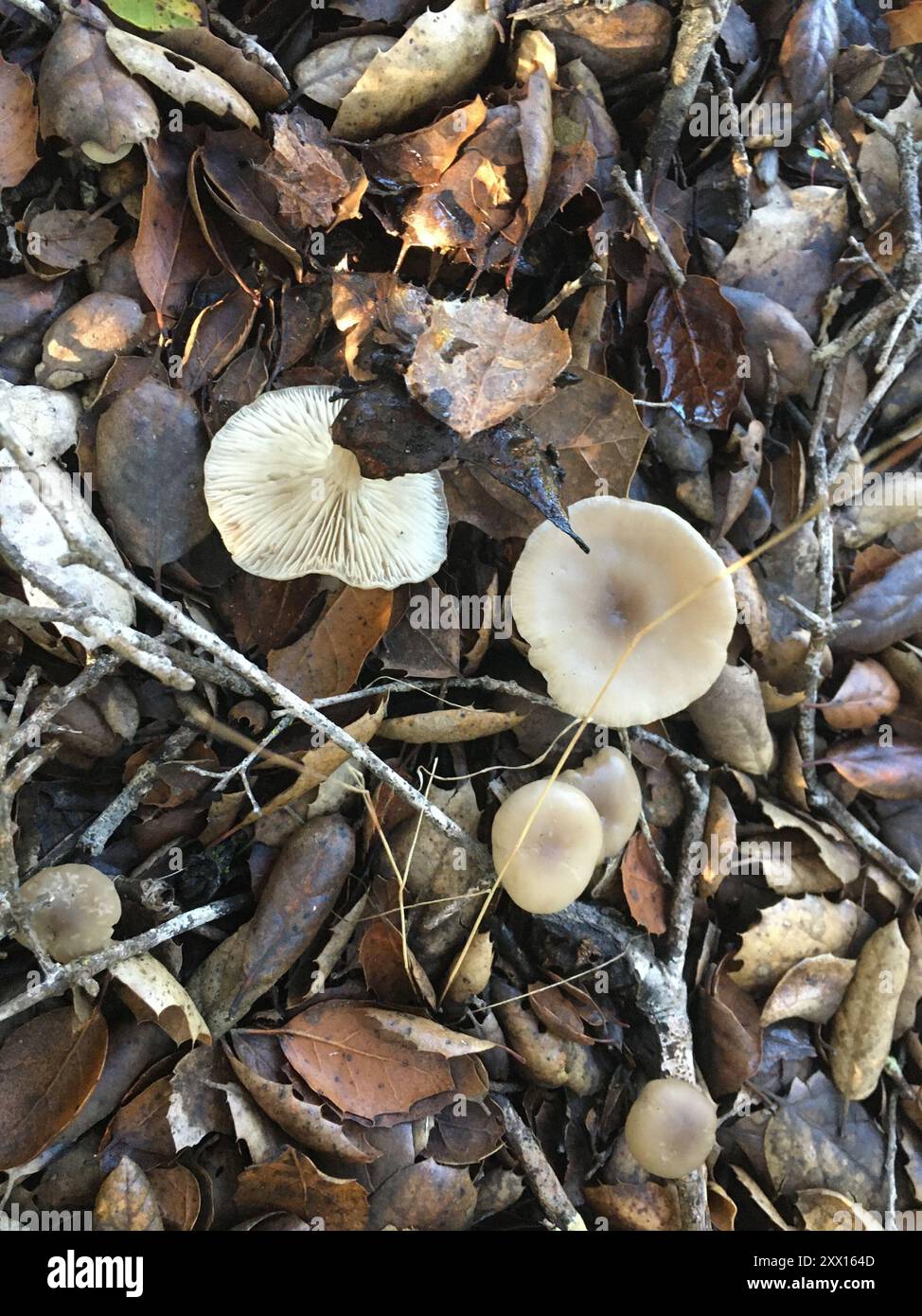 Funnels (Clitocybe) Fungi Stock Photo - Alamy