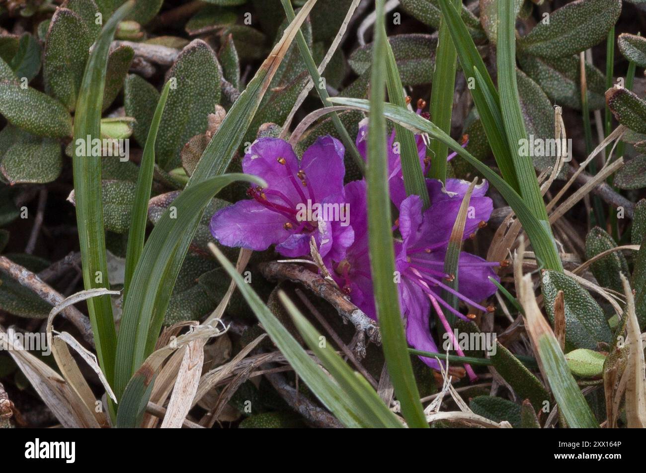 Lapland azalea hi-res stock photography and images - Alamy