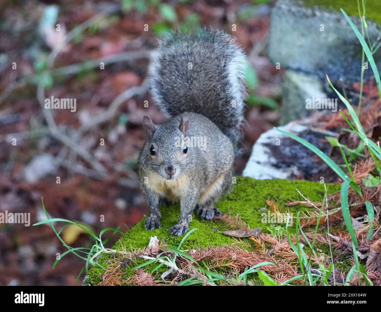 Eastern Gray Squirrel (Sciurus carolinensis) Mammalia Stock Photo - Alamy
