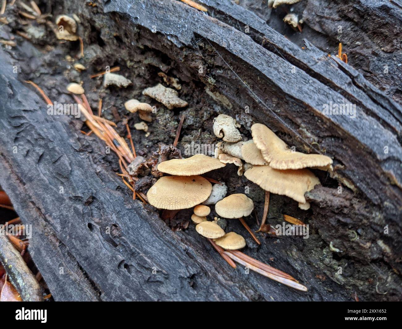 Luminescent Panellus (Panellus stipticus) Fungi Stock Photo - Alamy