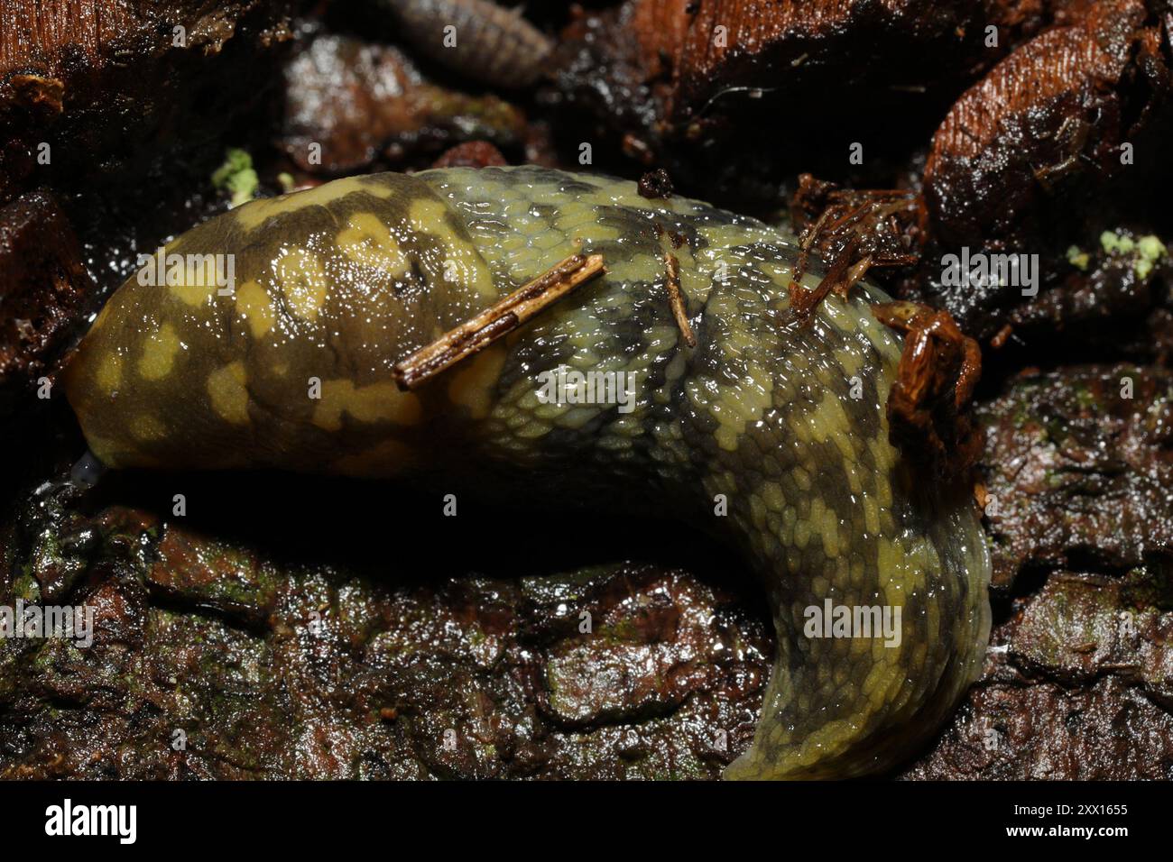 Green Cellar Slug (Limacus maculatus) Mollusca Stock Photo - Alamy