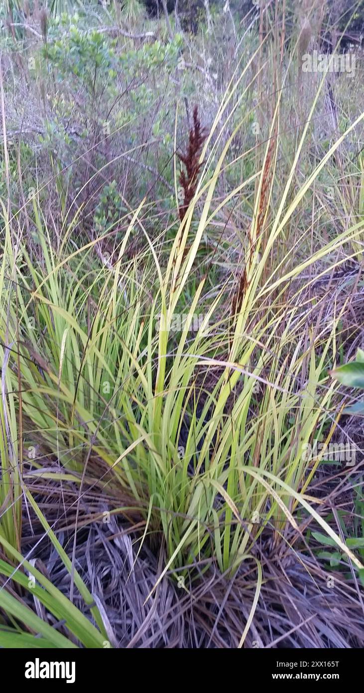 Hawaiian forest sawsedge (Gahnia beecheyi) Plantae Stock Photo - Alamy