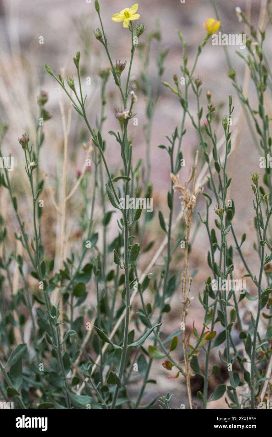 rough menodora (Menodora scabra) Plantae Stock Photo - Alamy