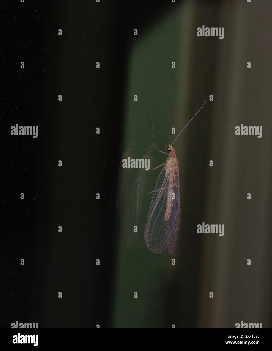 common green lacewings (Chrysoperla) Insecta Stock Photo - Alamy