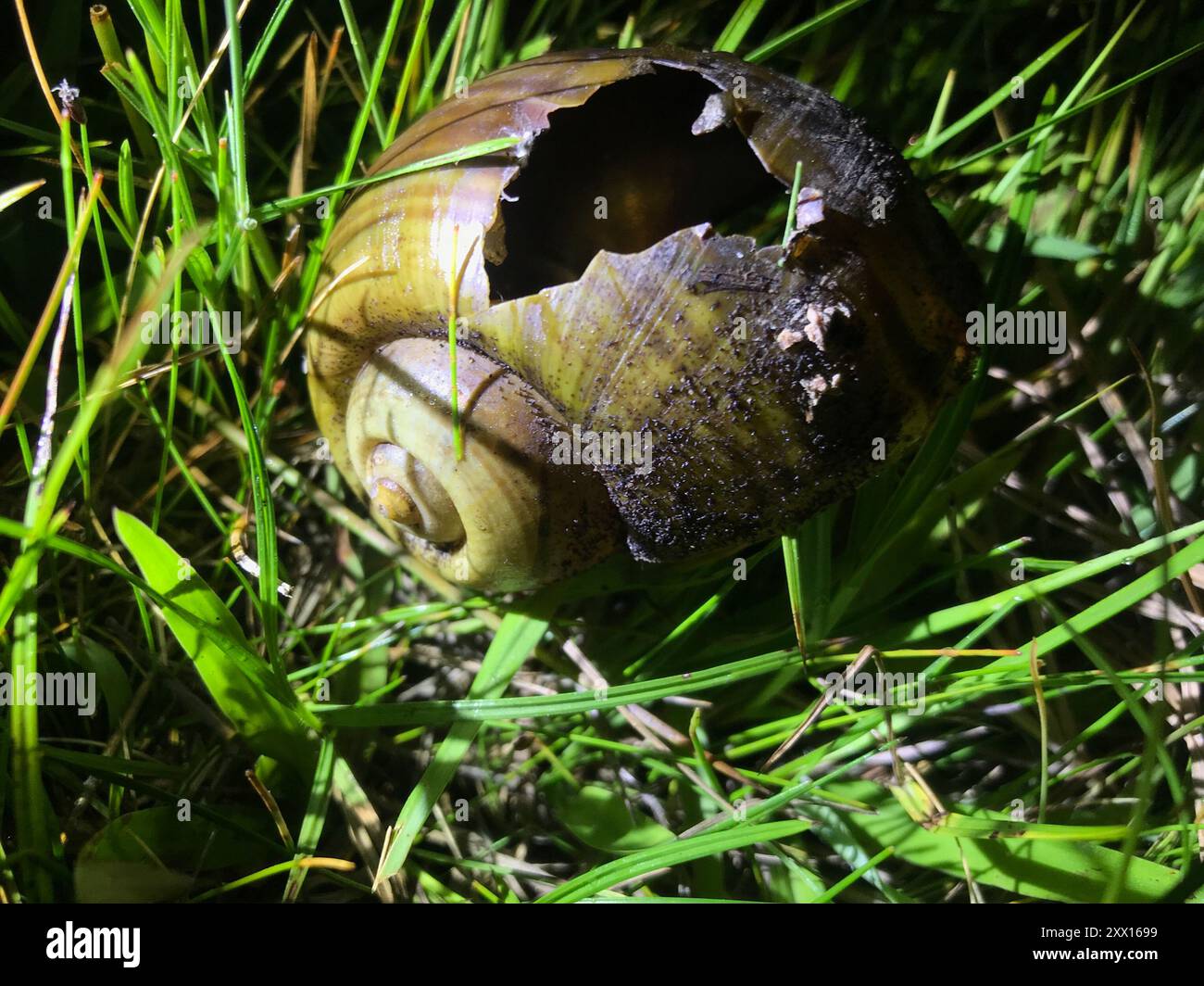 Channeled Apple Snail (Pomacea canaliculata) Mollusca Stock Photo - Alamy