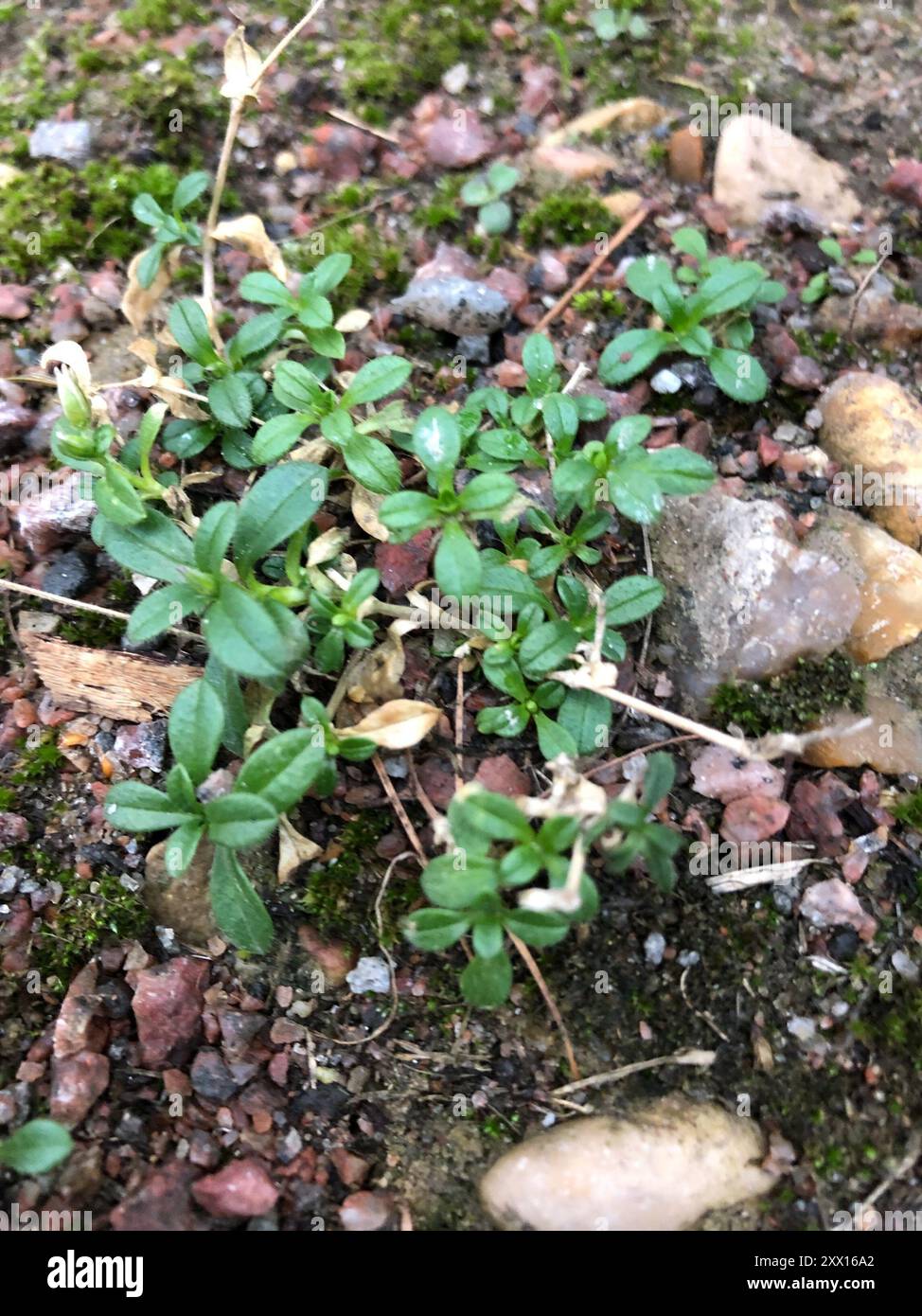 Common mouse-ear chickweed (Cerastium holosteoides) Plantae Stock Photo ...