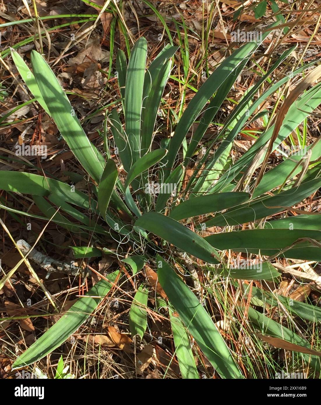 common yucca (Yucca filamentosa) Plantae Stock Photo - Alamy
