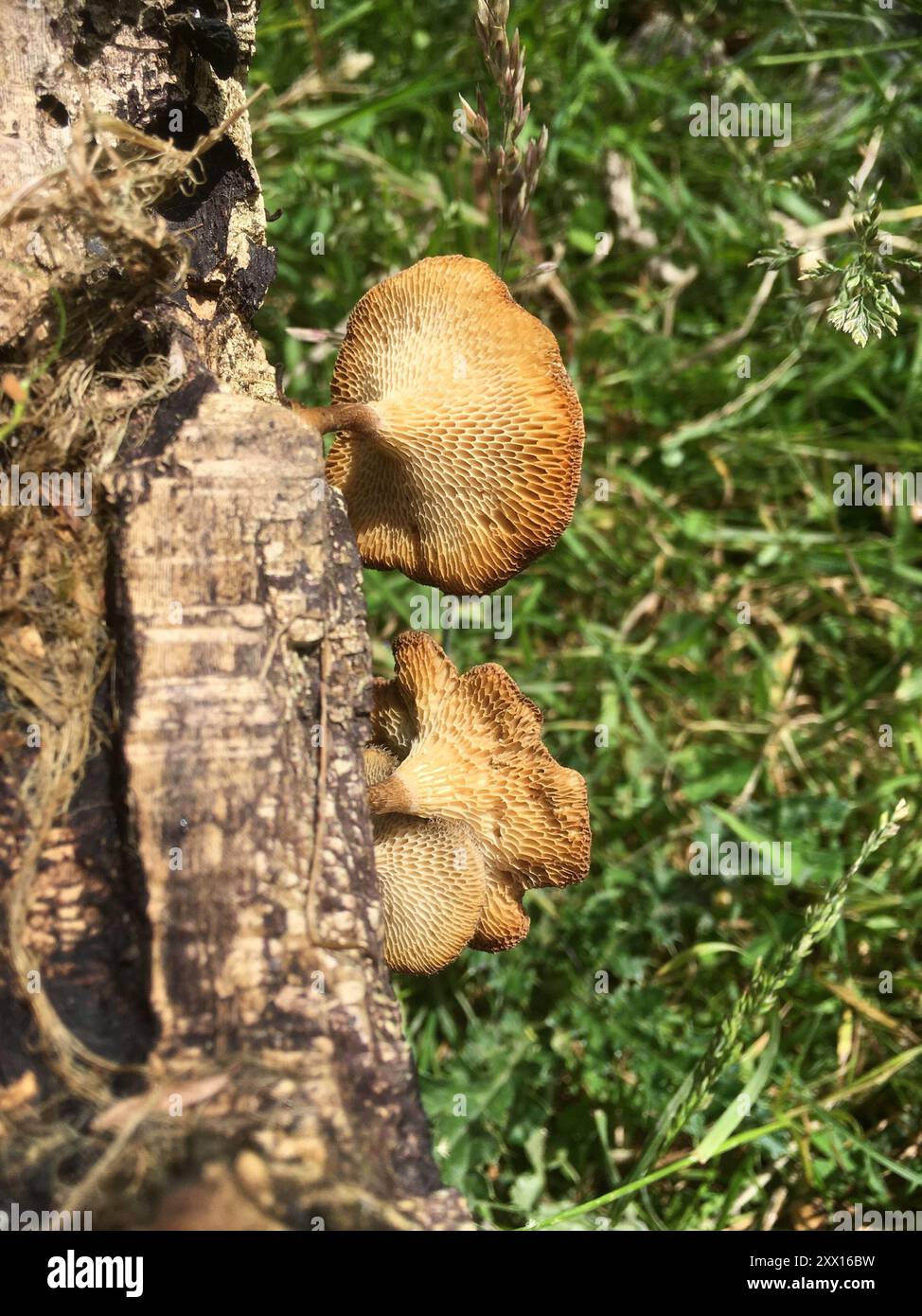 Spring Polypore (Lentinus arcularius) Fungi Stock Photo - Alamy