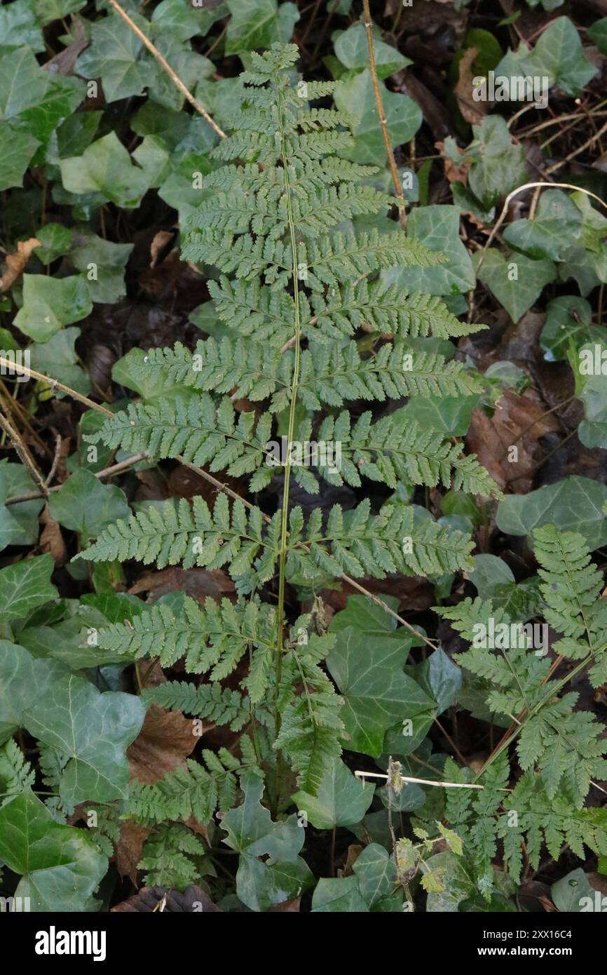 broad buckler-fern (Dryopteris dilatata) Plantae Stock Photo - Alamy
