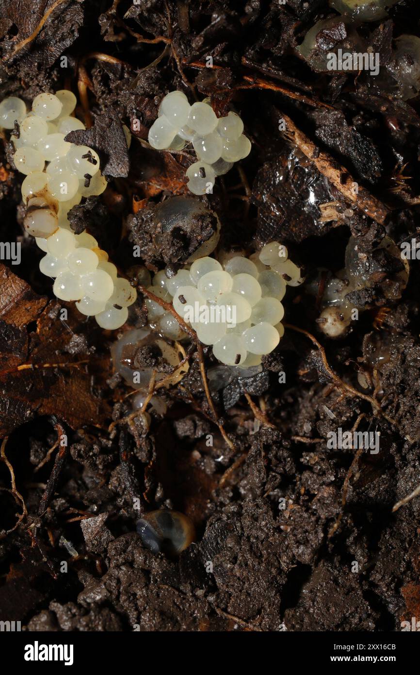 Common Land Snails and Slugs (Stylommatophora) Mollusca Stock Photo - Alamy