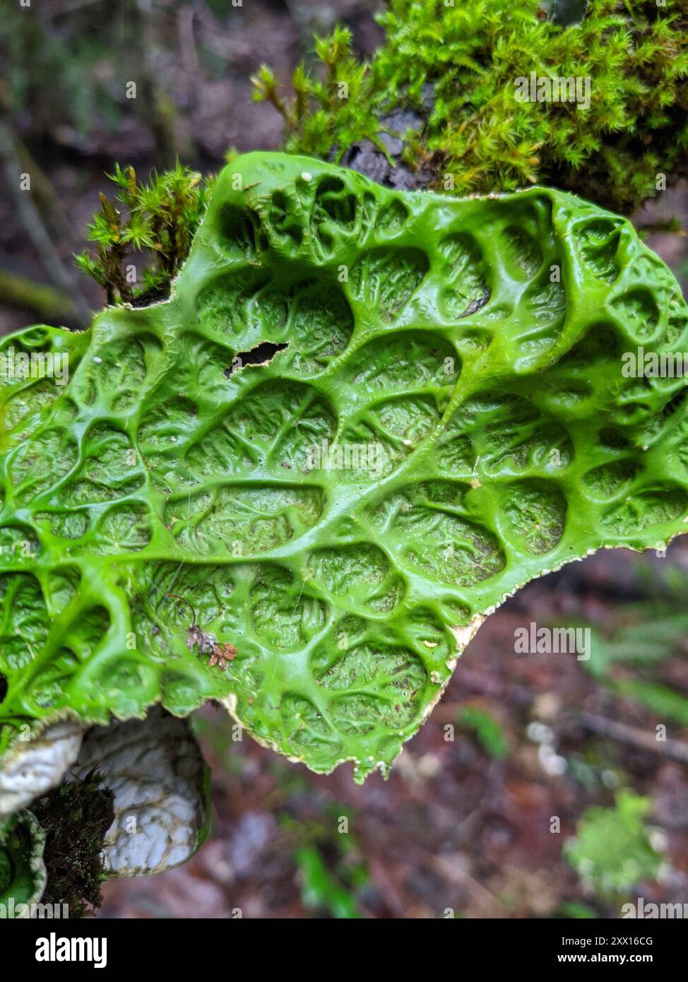 Tree Lungwort (Lobaria pulmonaria) Fungi Stock Photo - Alamy