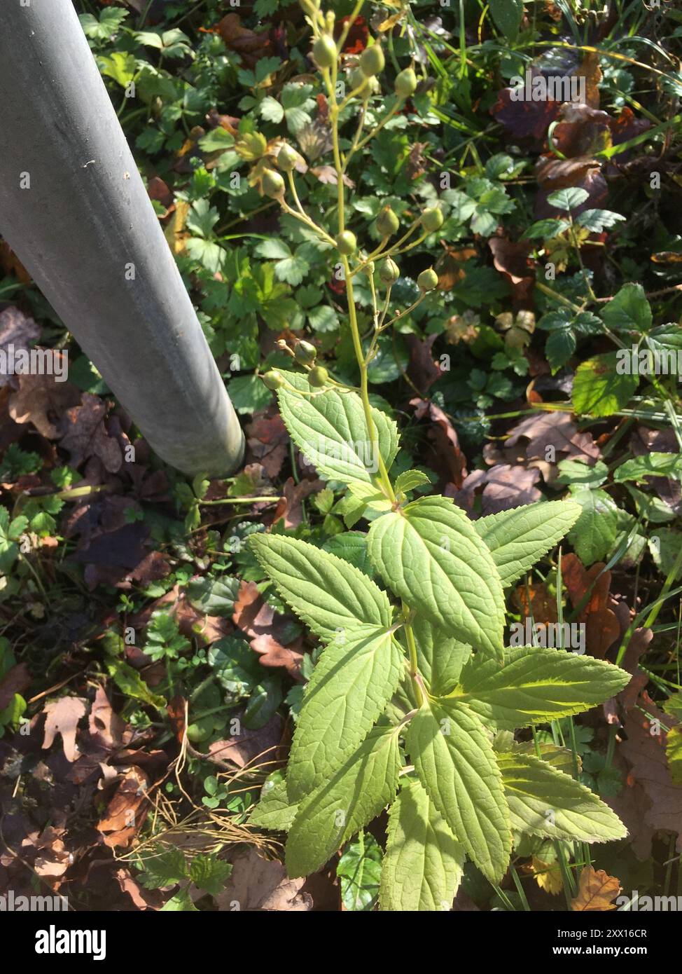 Common Figwort (Scrophularia nodosa) Plantae Stock Photo - Alamy