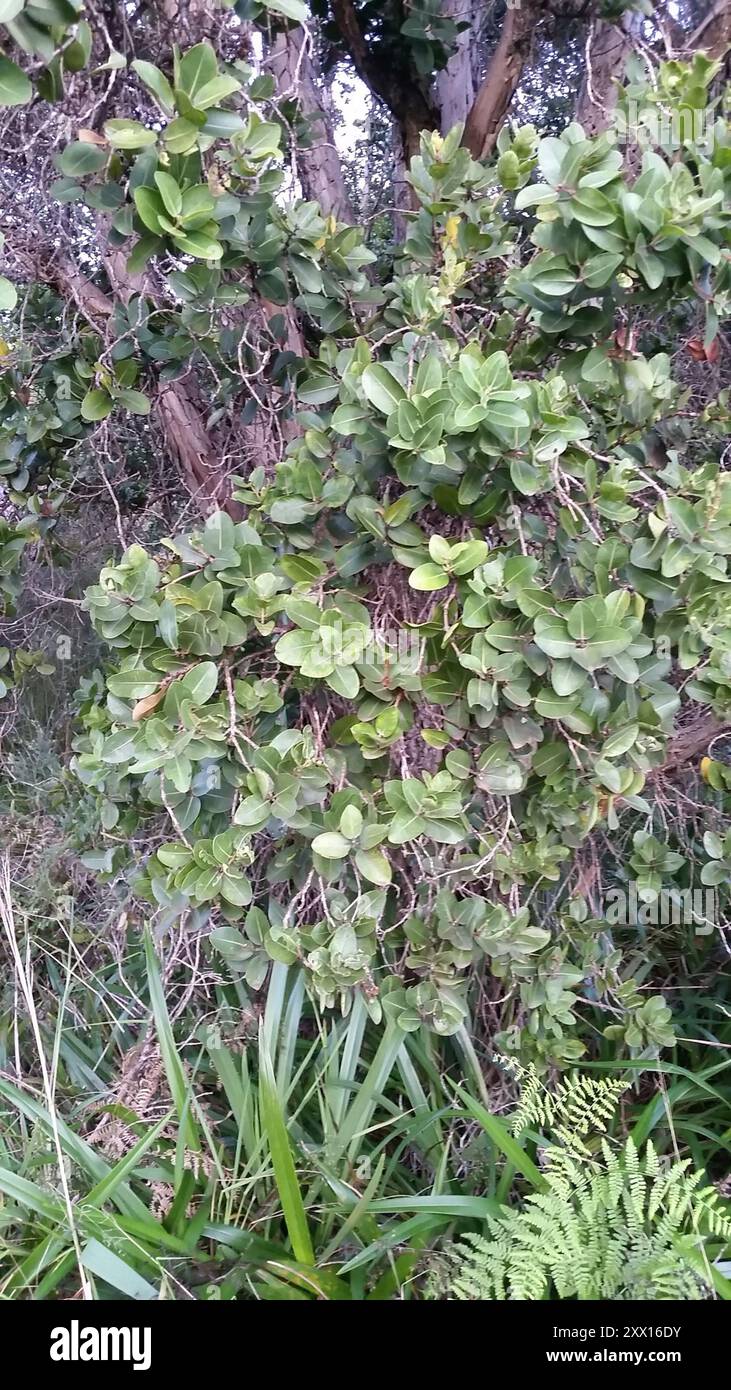 ʻŌhiʻa Lehua (Metrosideros polymorpha) Plantae Stock Photo - Alamy