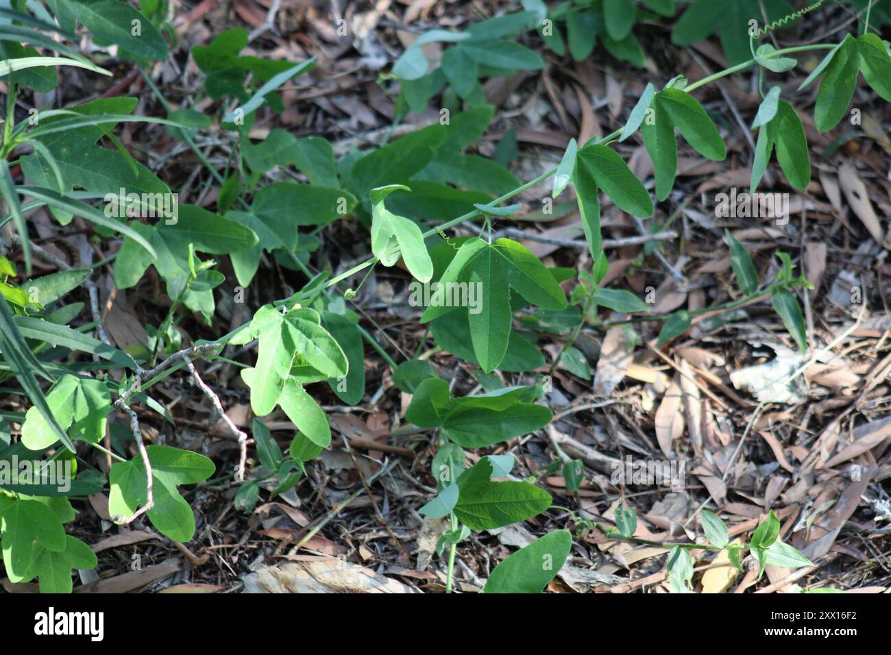 white passionflower (Passiflora subpeltata) Plantae Stock Photo - Alamy
